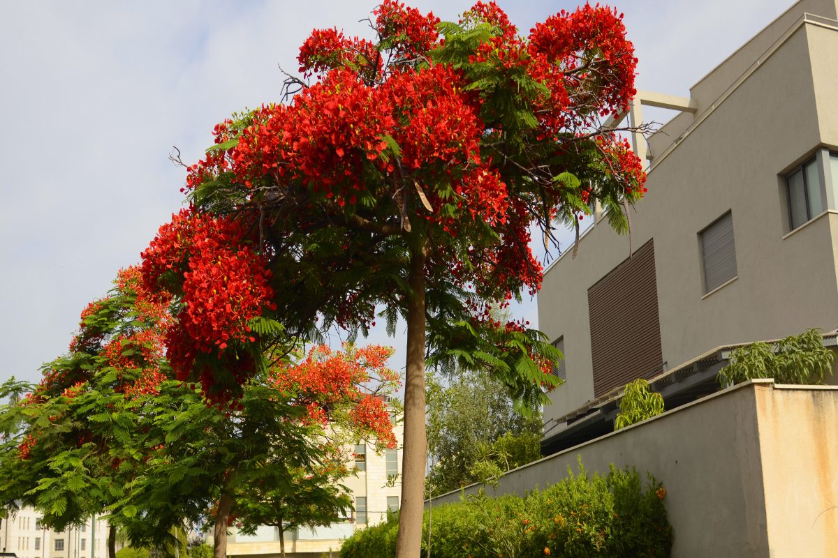 Половина квартала уже застроена: последний земельный резерв в Беэр ...